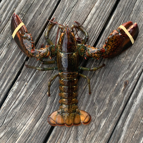 Live 1.25 LB Whole Lobster - Shop for Live Lobster from Local 130 ...
